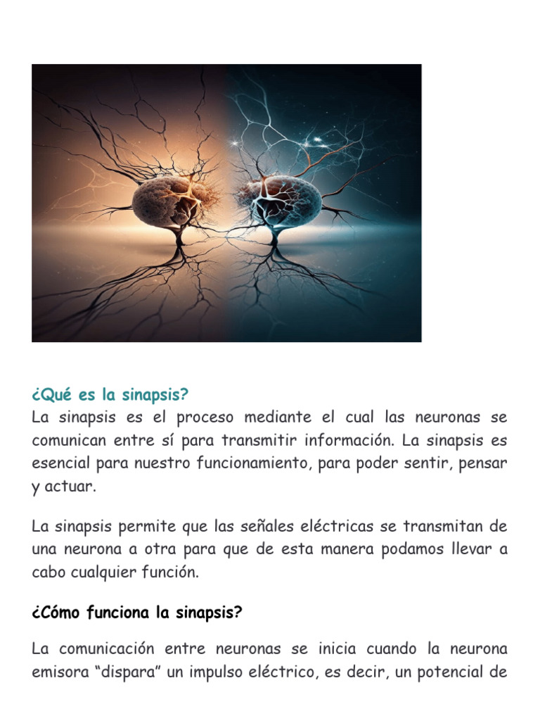 Función y tipos de sinapsis neuronal | PDF | Sinapsis | Neuroplasticidad