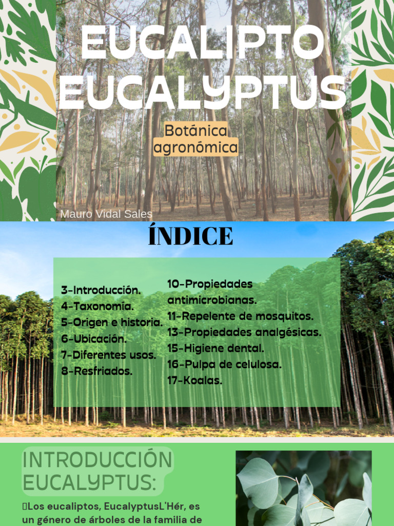 Trabajo Botánica Eucalipto | PDF | Eucalipto | Medicina CLINICA