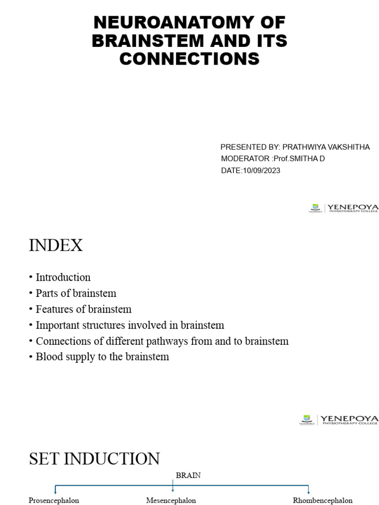 Yen.neuroanatomy of Brain Stem | PDF | Brainstem | Brain