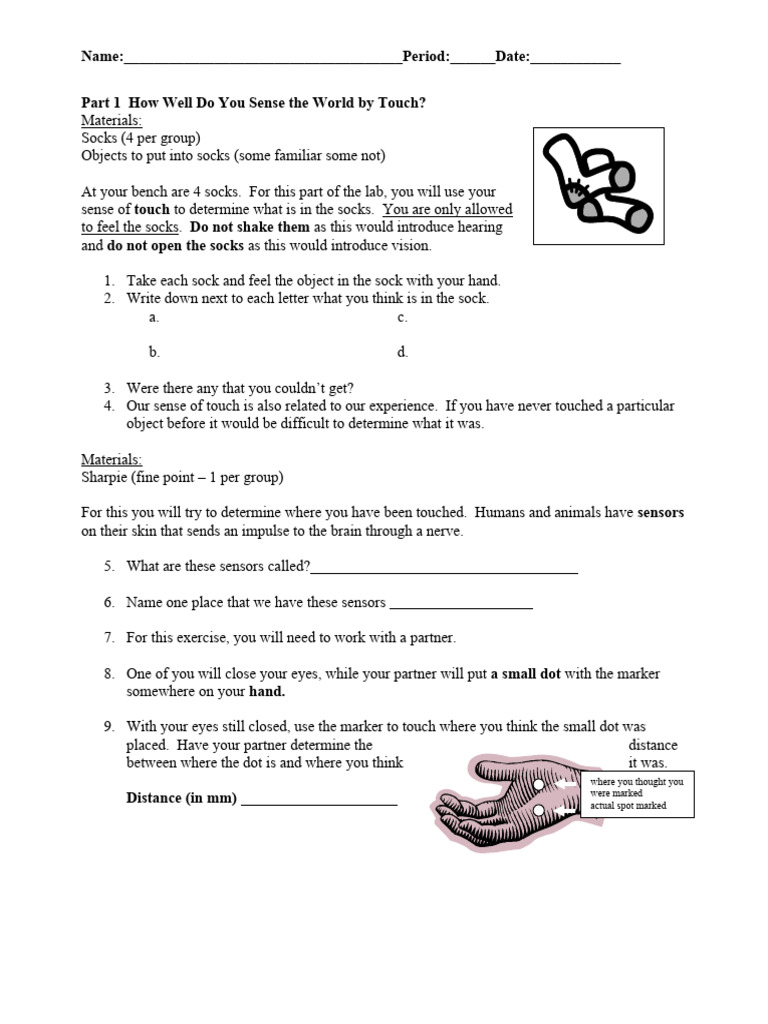 Worksheet How Well Do You Sense | PDF | Eye | Senses