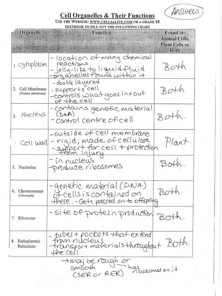 Cell Organelles | PDF