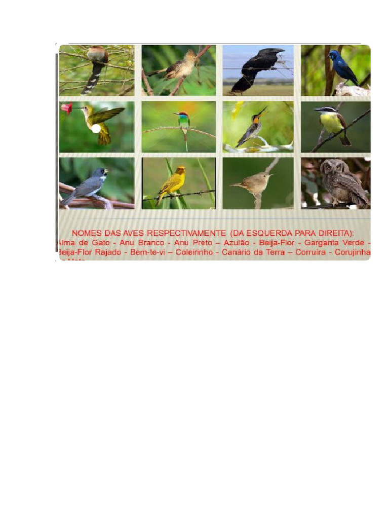 12 Aves e 12 Aves Nativas | PDF