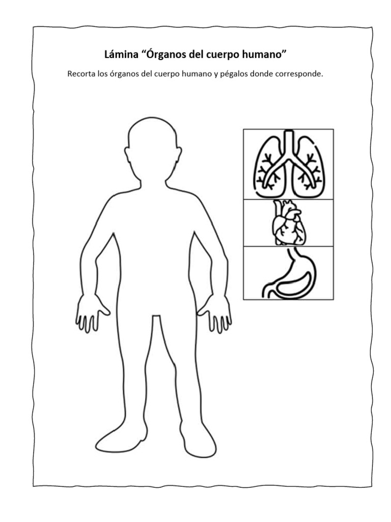 Lámina Organos Del Cuerpo Humano Pdf