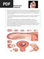 Origen Embrionario de Los Tejidos | PDF | Embrión | Biología del desarrollo