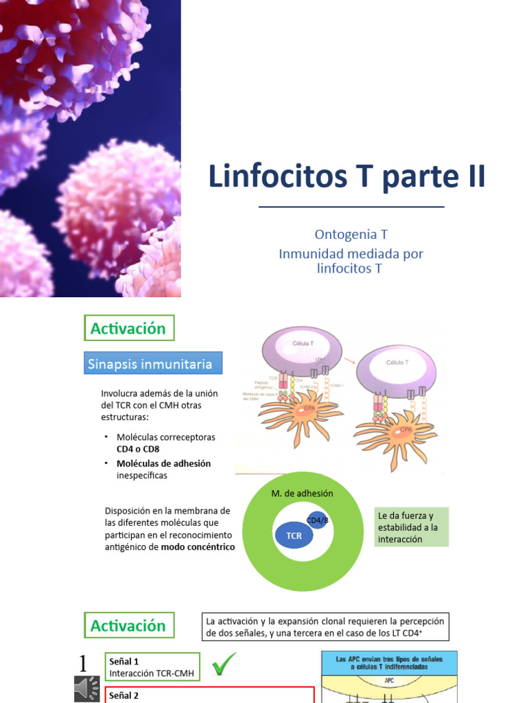 Activación y Función de Linfocitos T | PDF | Célula T | Sistema inmune