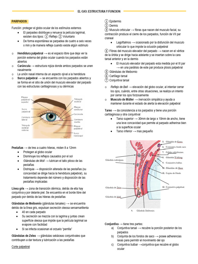 Estructura y Funcion Del Ojo (Resumen) | PDF | Ojo humano | Percepción ...