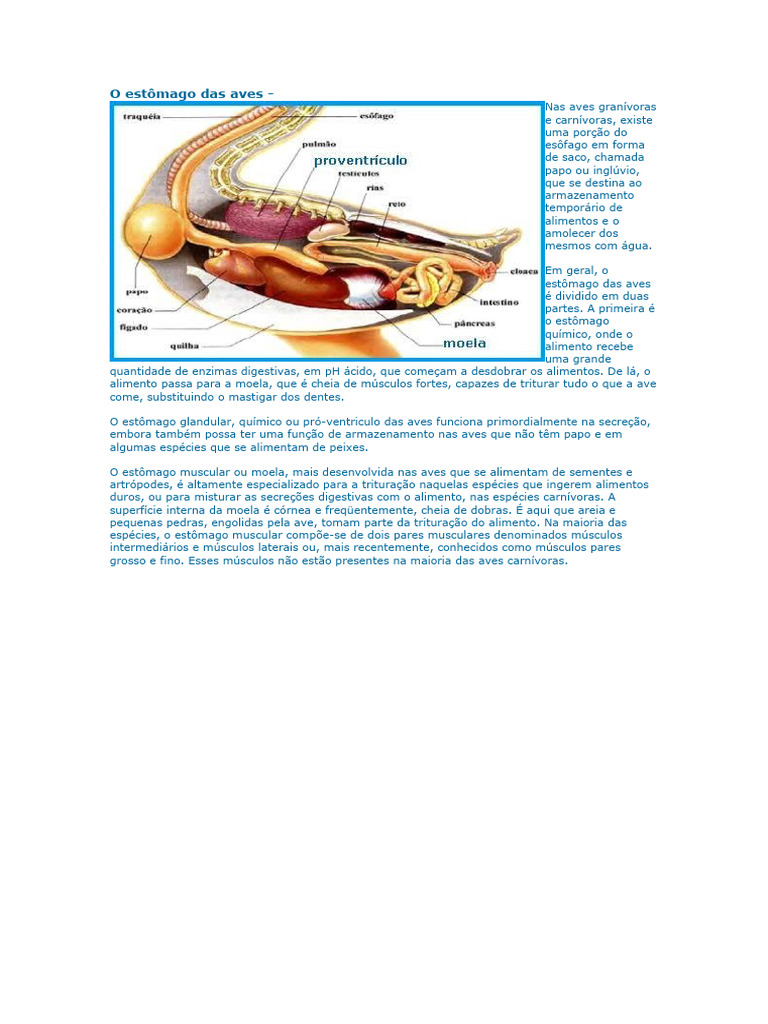 O estômago das aves | PDF | Aves