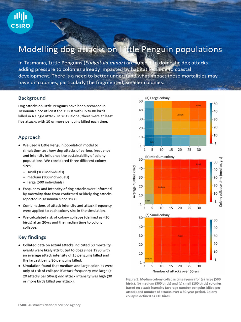 Dog Attacks Impact on Little Penguins | PDF | Penguin