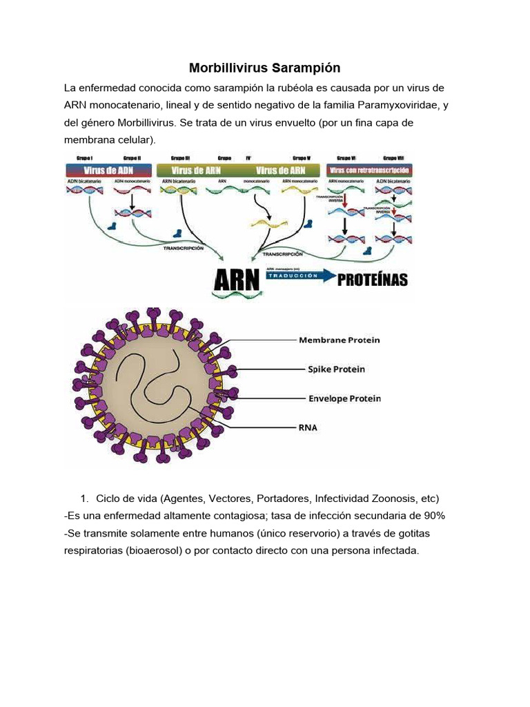 Sarampión | PDF | Sarampión | Enfermedades y trastornos