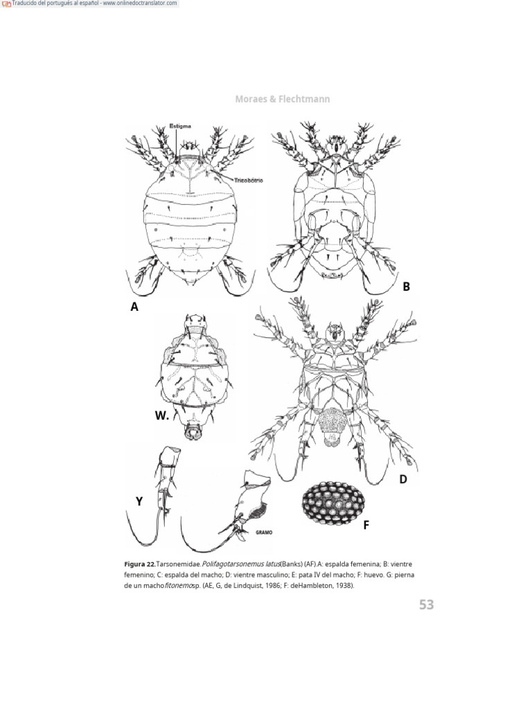 Características de Acarología y Taxonomía | PDF | Insectos | Plantas
