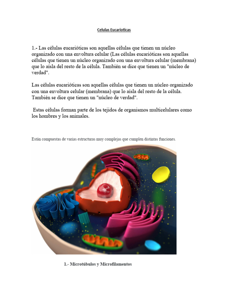 Celulas Eucarioticas | PDF | Biología Celular) | Retículo endoplásmico
