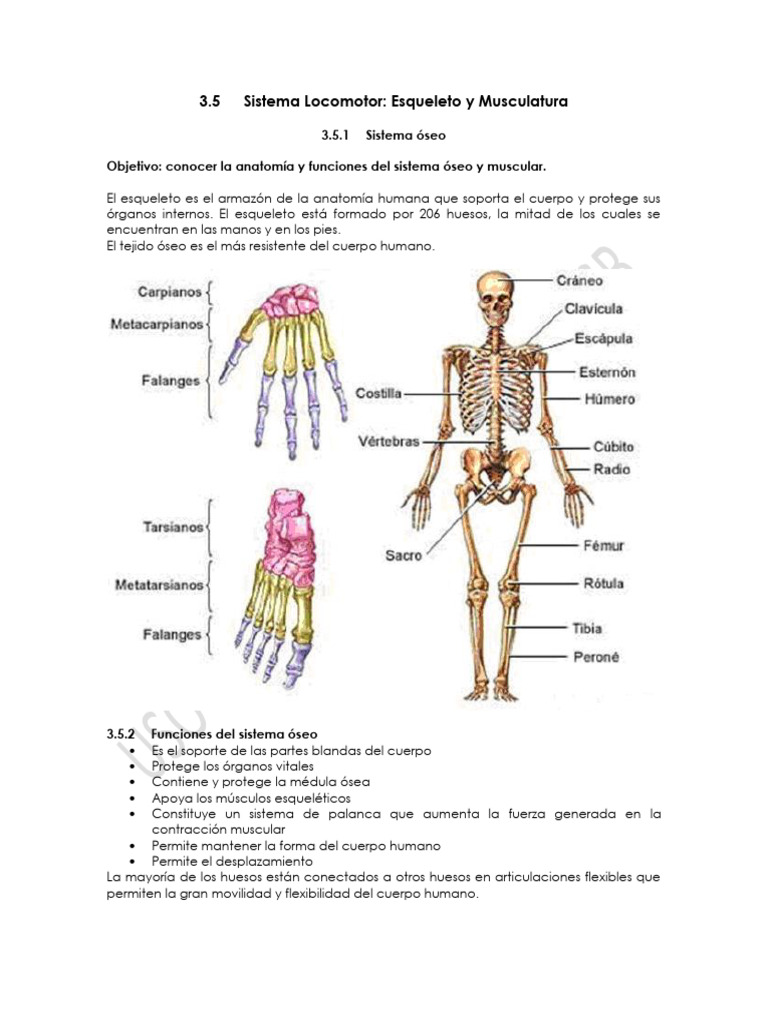 Anatomía del Sistema Locomotor Infantil | PDF | Articulación | Músculo