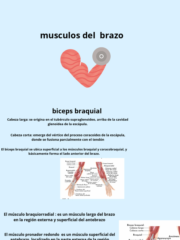 Musculos Del Brazo | PDF | Extremidades (anatomía) | Sistema ...