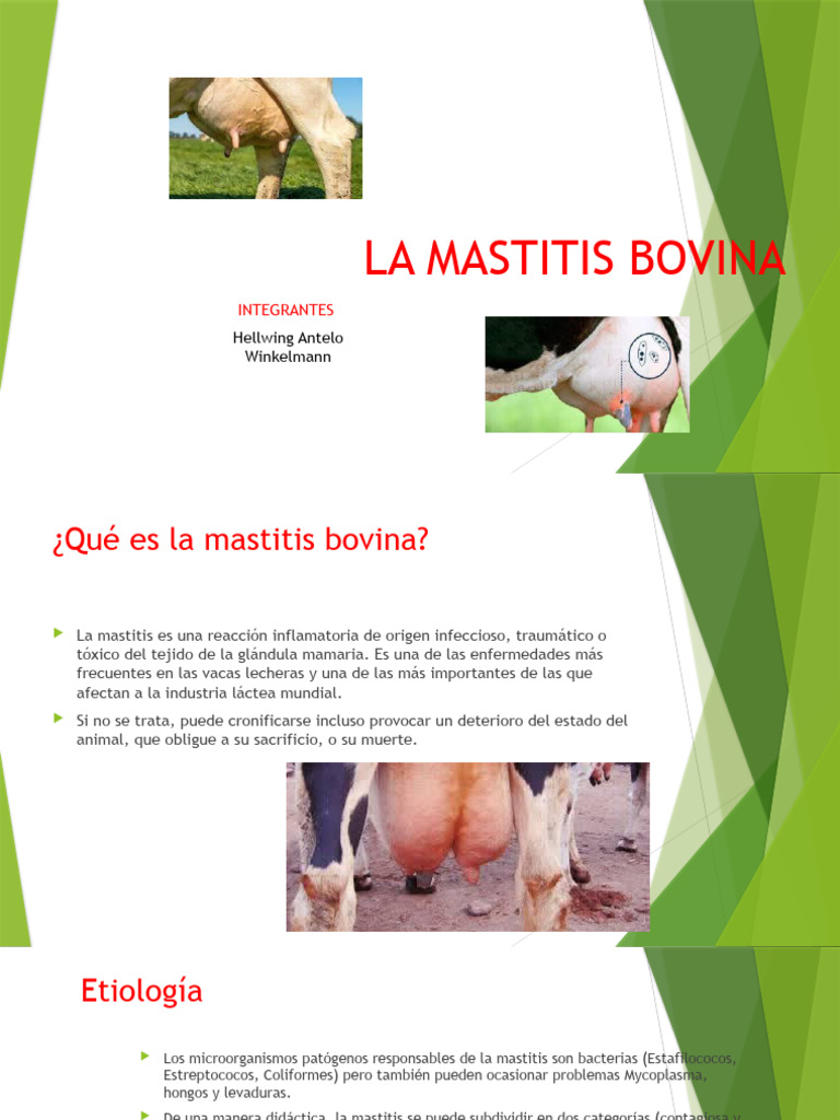 La Mastitis Bovina Hellwing | PDF | Infección | Vacas