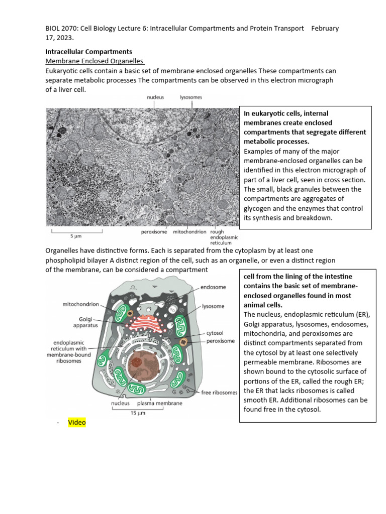 BIOL 2070 Lec 6 | PDF | Protein Targeting | Endoplasmic Reticulum
