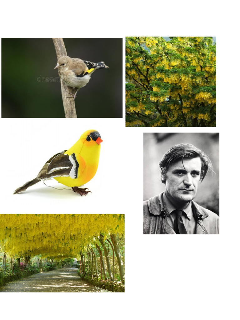 English Laburnum Top Pics | PDF