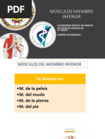 Anatomía de los Músculos Mediales del Muslo | PDF | Extremidades ...