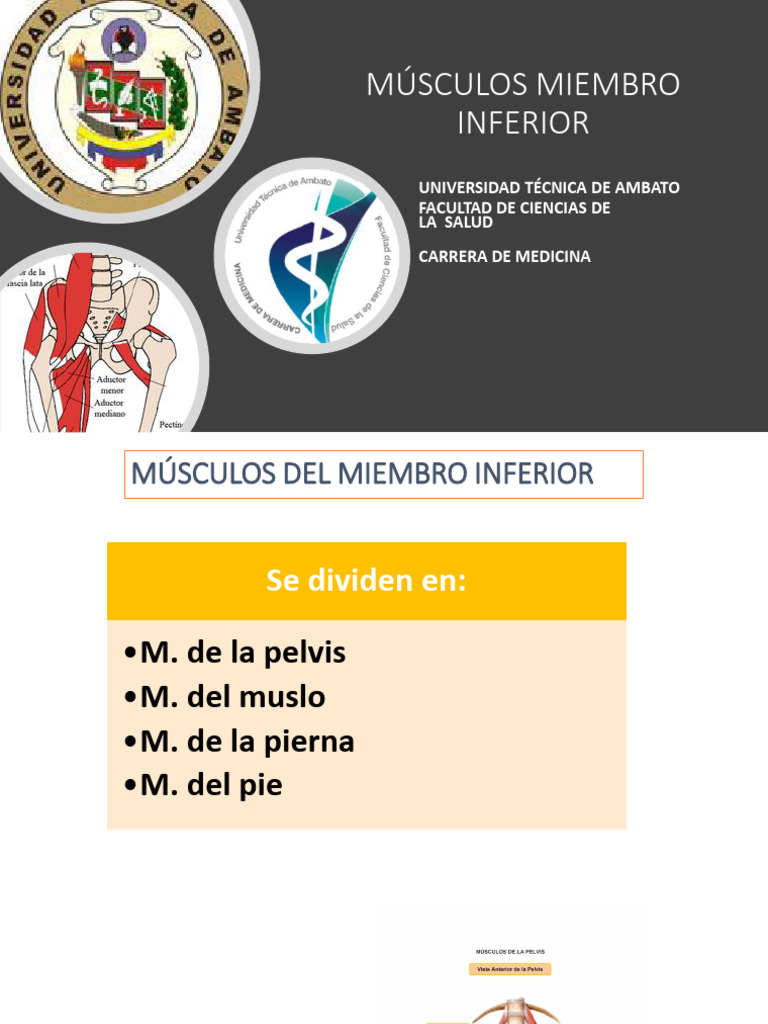 Musculos Miembro Inferor | PDF | Anatomía del miembro inferior ...