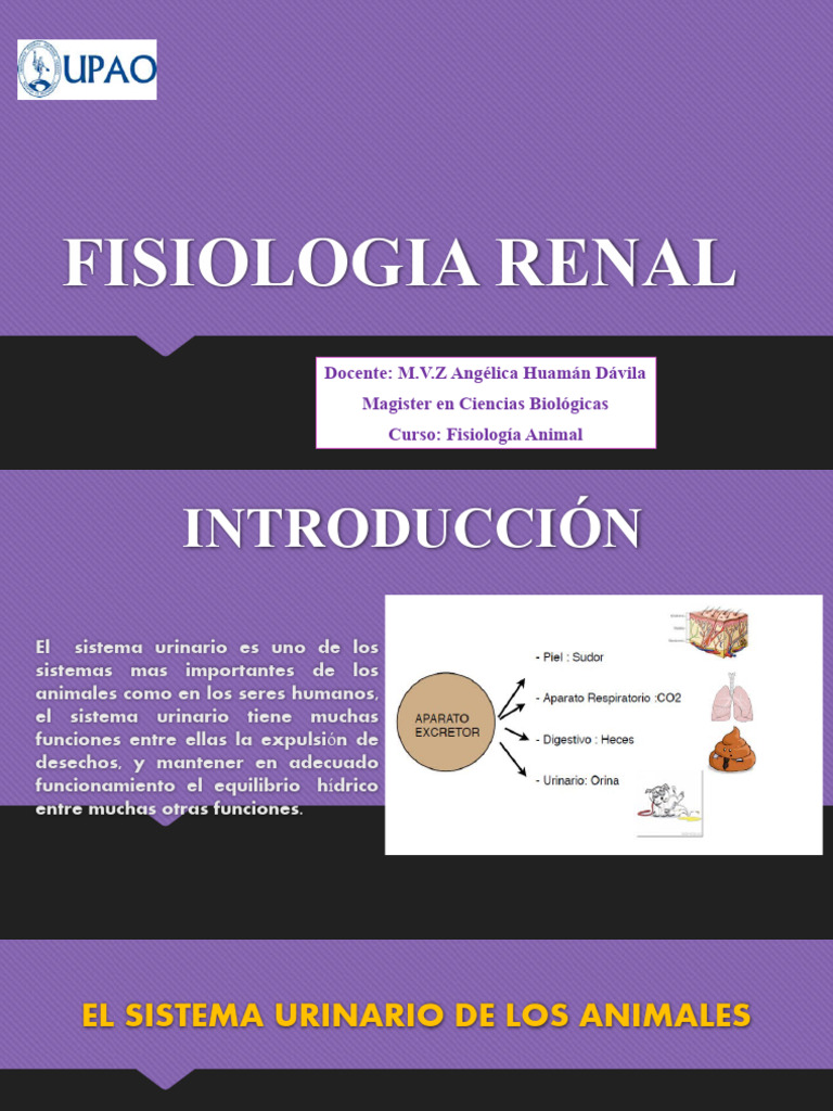 FISIOLOGIA RENAL | PDF | Riñón | Sistema urinario
