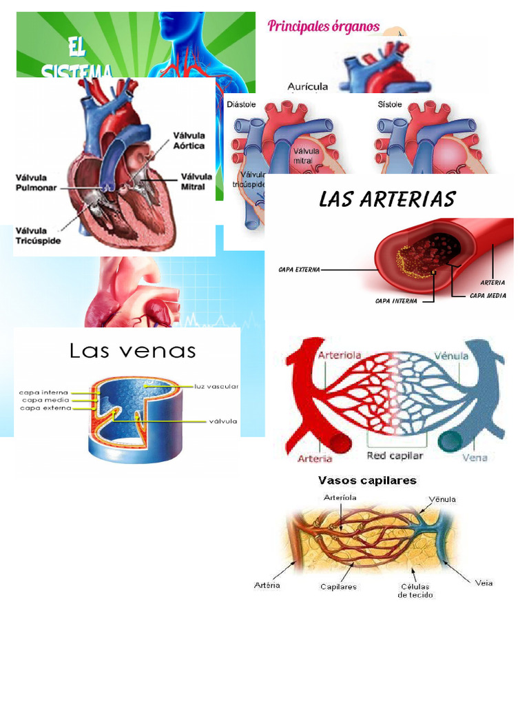 APARATO CIRCULATORIO LAMINAS | PDF