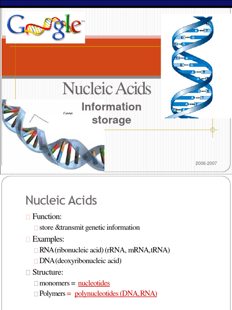 Nucleic Acids | PDF