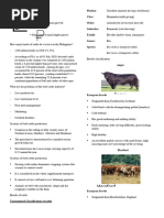 Cow Taxonomic Classification | PDF