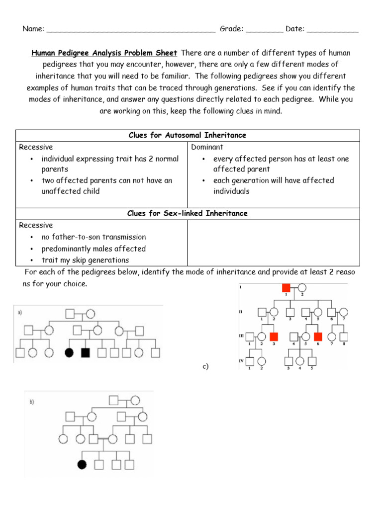 Pedigree Worksheet | PDF | Genotype | Dominance (Genetics)