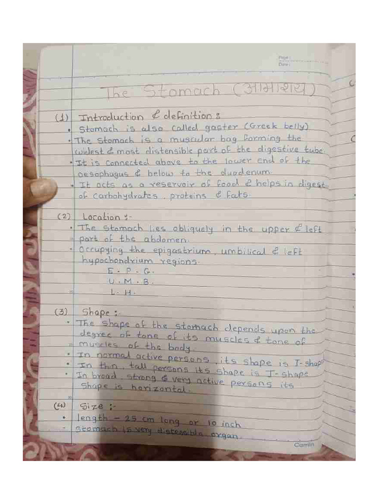 Stomach Handwritten | PDF