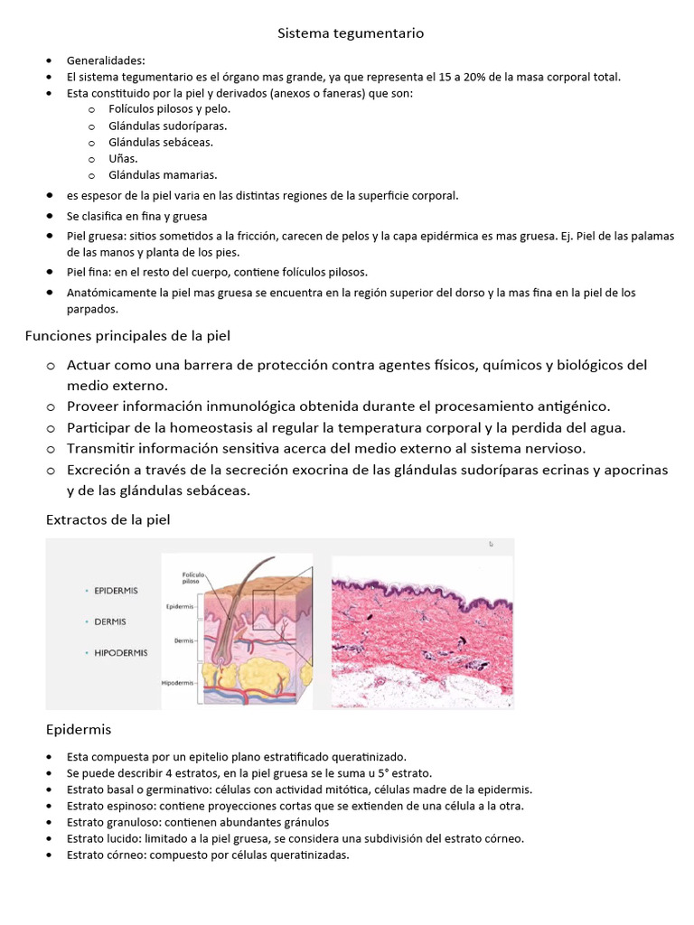 Sistema Tegumentario | PDF | Piel | Epidermis