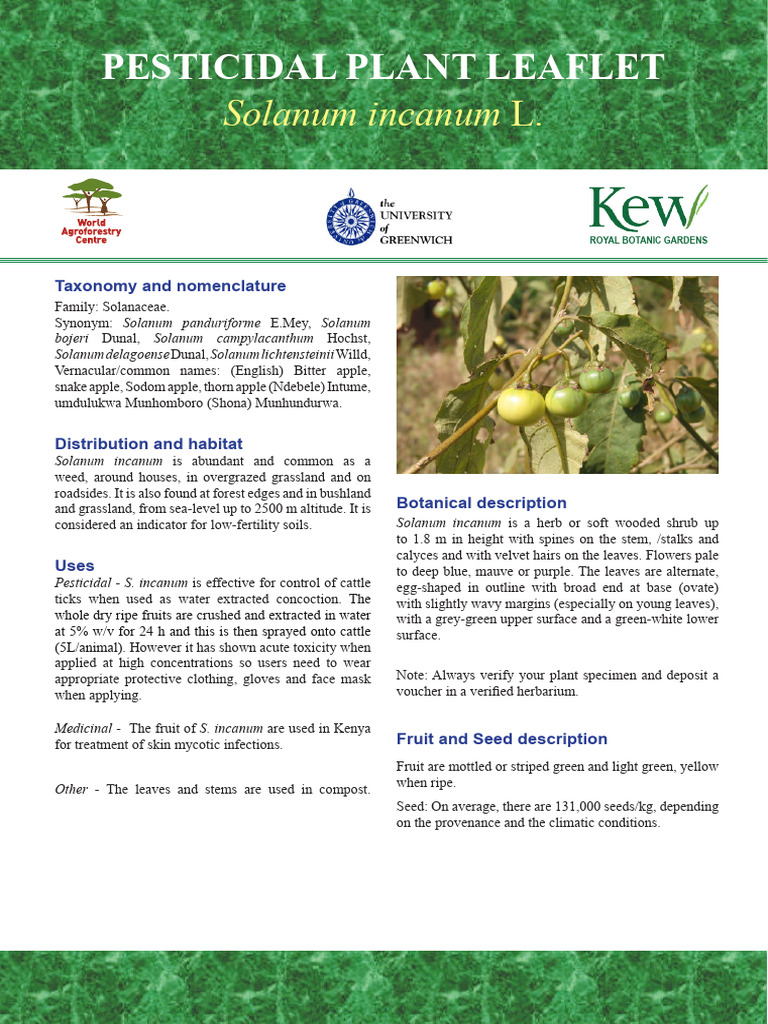 PESTICIDAL PLANT LEAFLETS 4 Solanum Incanum | PDF | Seed | Flowers