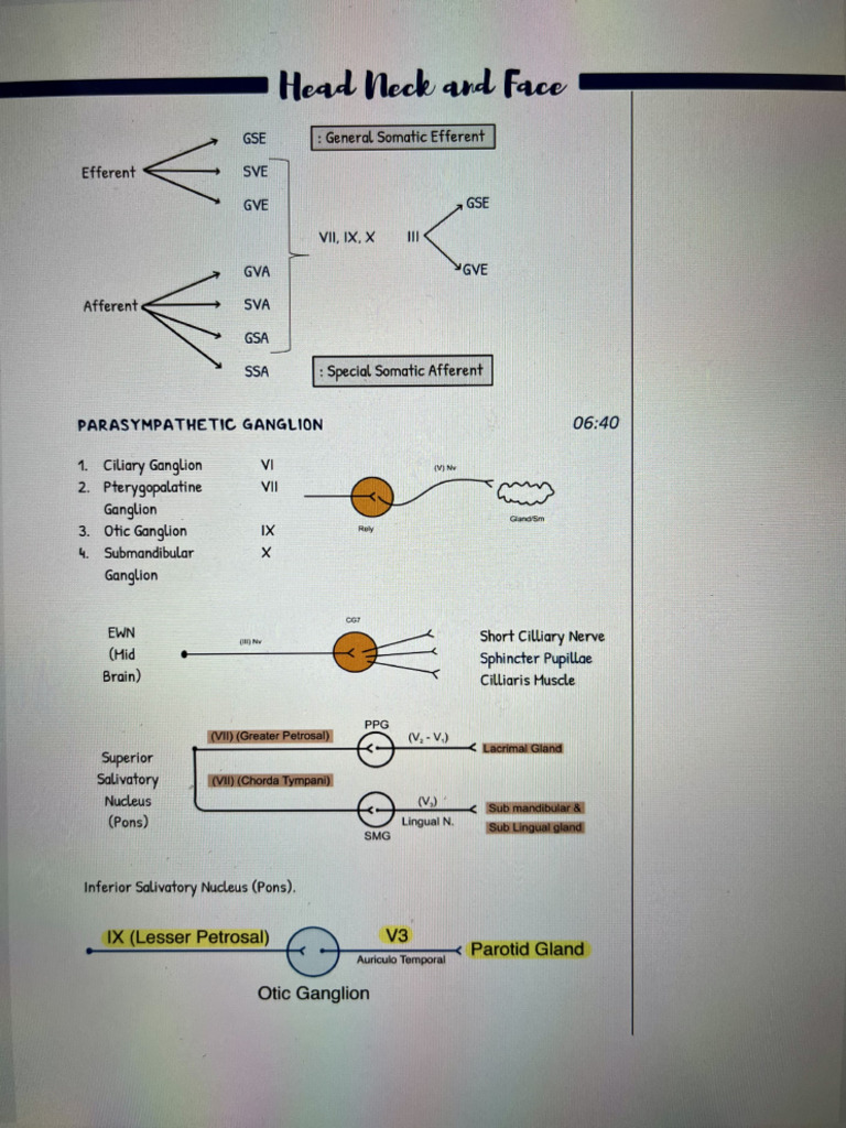 Anatomy Notes | PDF