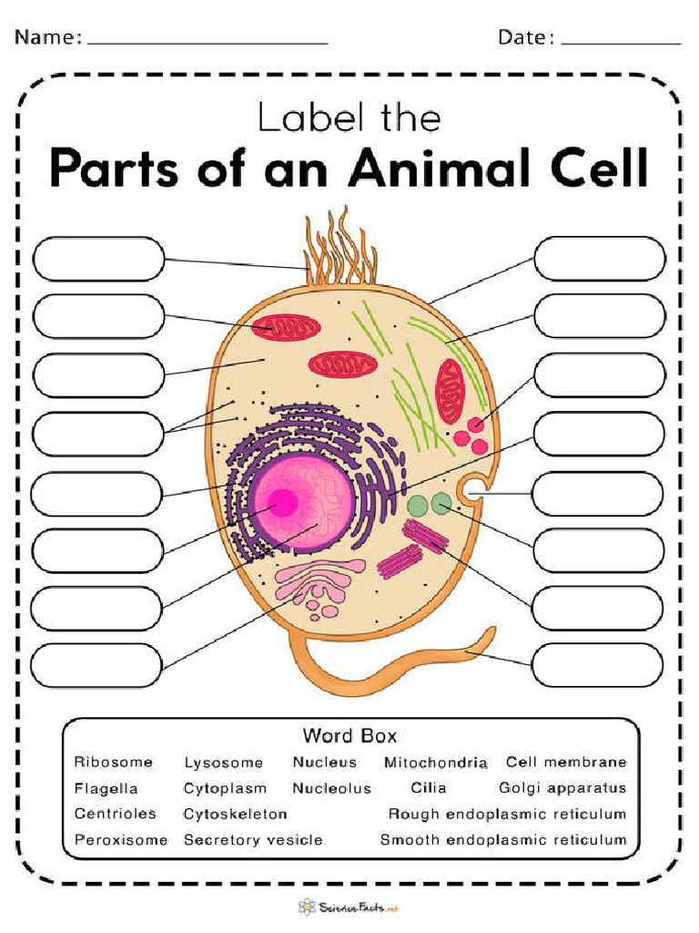 Parts-and-Organelles-of-an-Animal-Cell-in-Cross-Section-Diagram ...