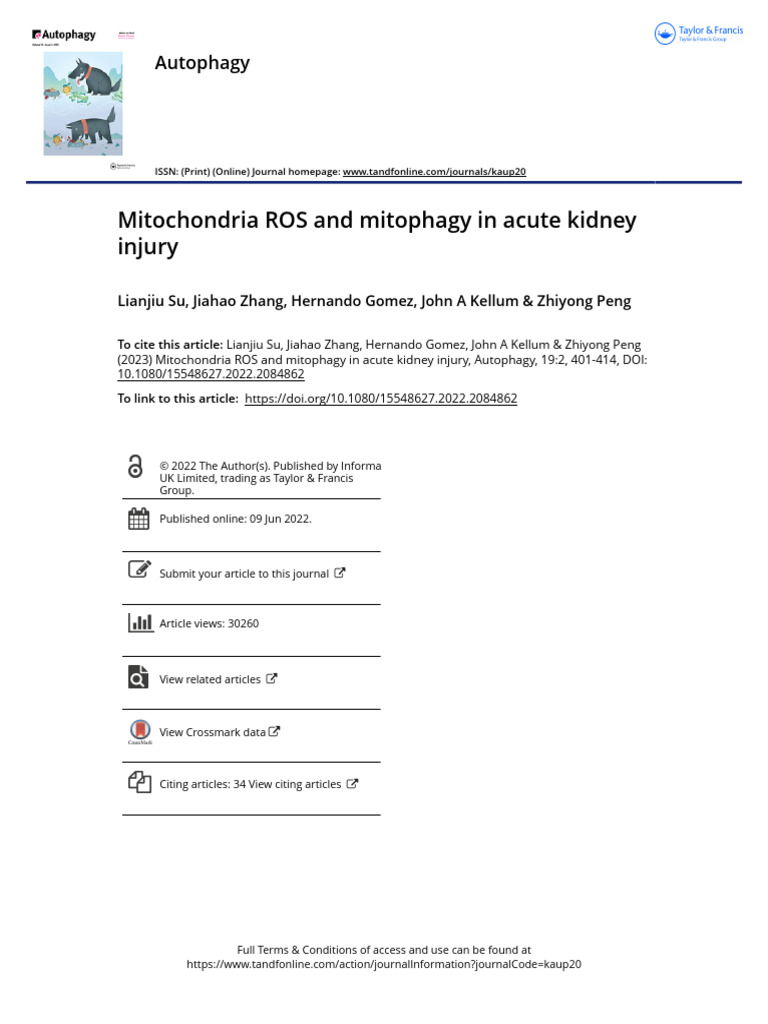 Mitochondrial ROS and Mitophagy in AKI | PDF | Reactive Oxygen Species ...