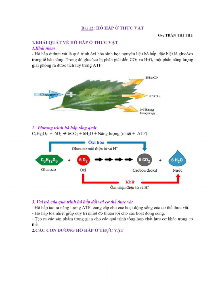 ho-hap-o-thuc-vat | PDF