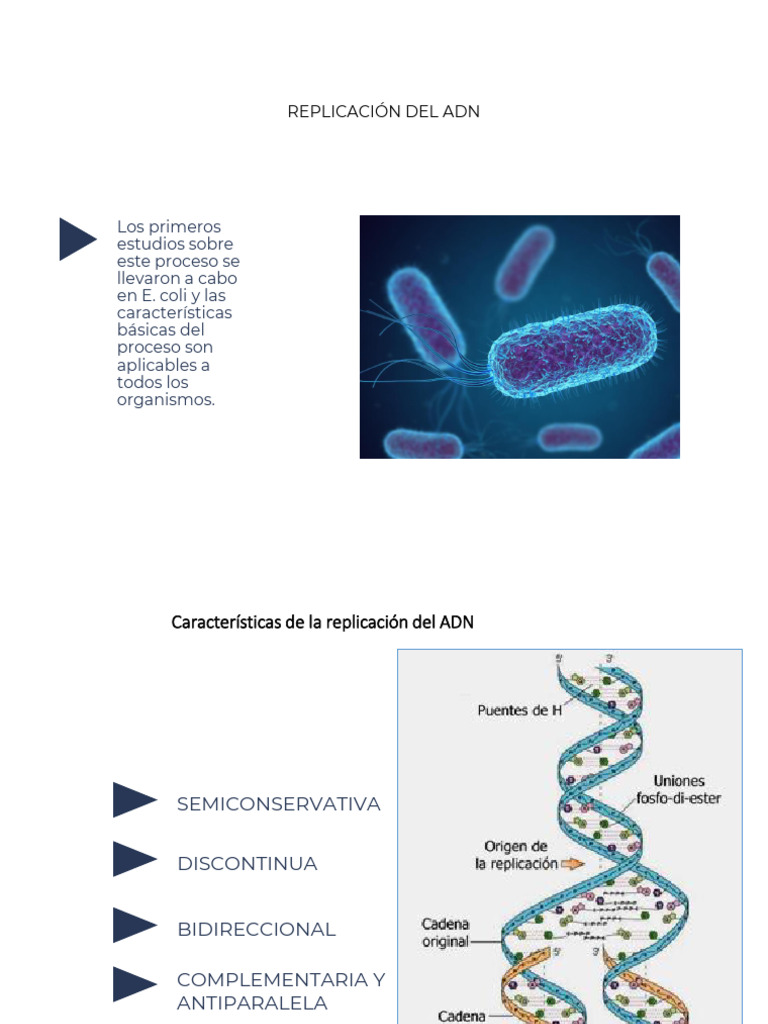 Replicacion | PDF | Replicación De Adn | Adn