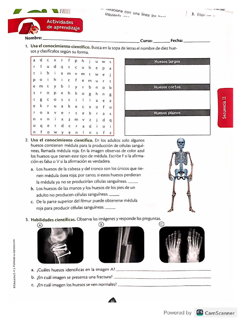 Taller Sistema Oseo Pdf