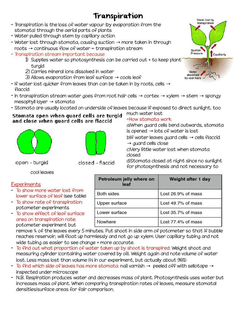 Transpiration Notes | PDF | Leaf | Stoma