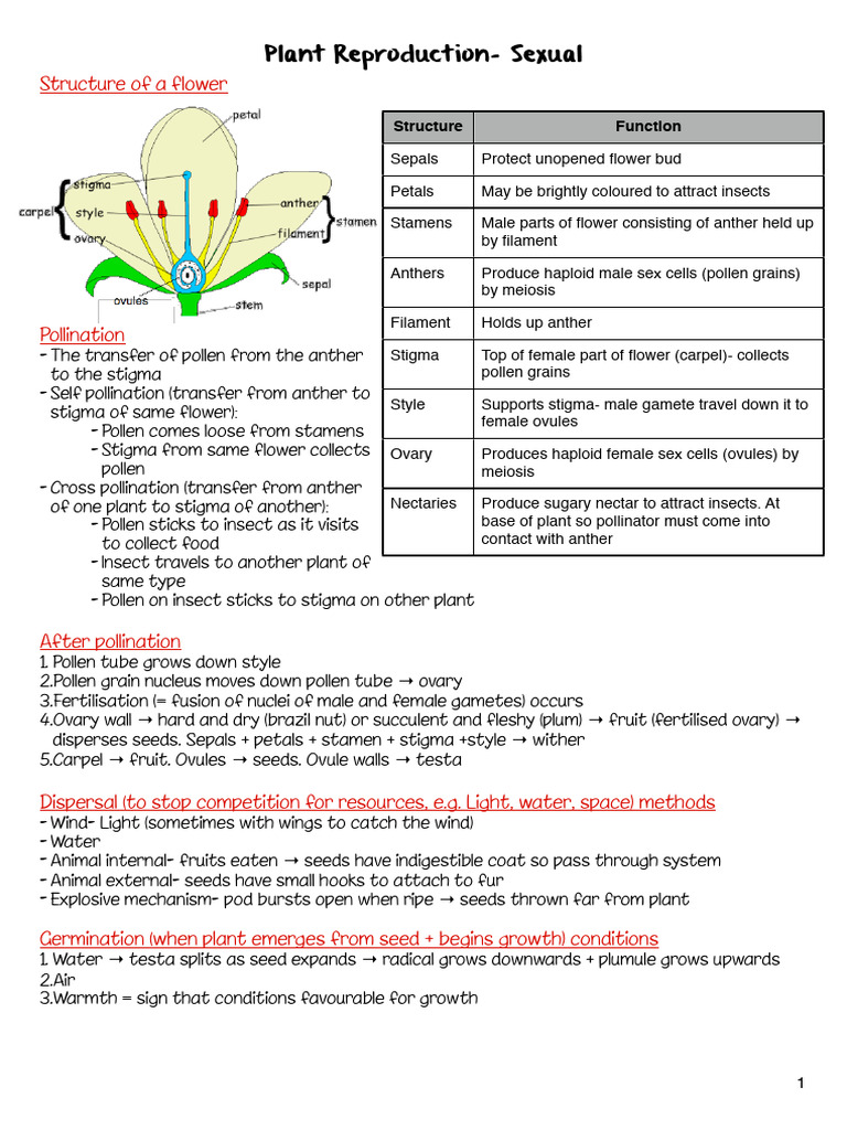 Plant Reproduction Notes | PDF | Flowers | Pollination