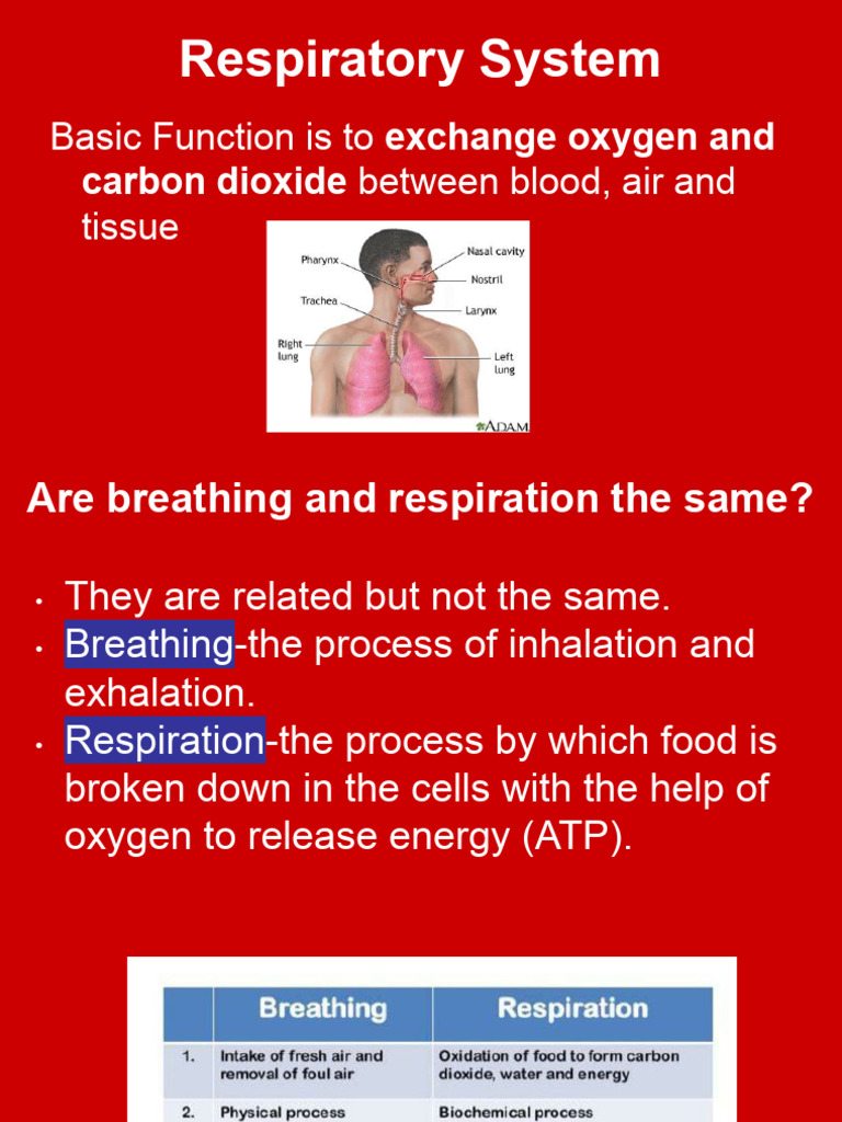 Respiratory Health Basics | PDF