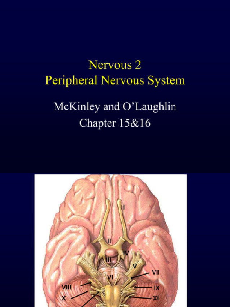 1.3 Peripheral Nervous System | PDF