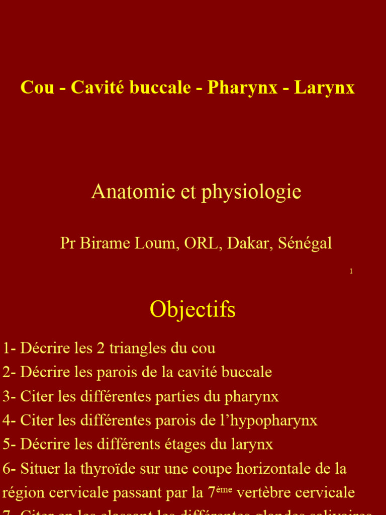 Anatomie Cou - Cavité buccale - pharynx - larynx | PDF | Langue | Cou