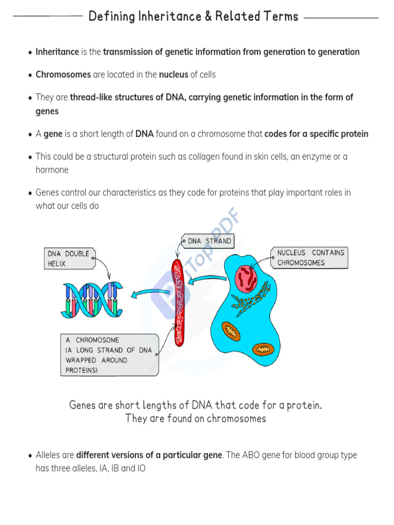 Inheritance and Genetic Terms Explained | PDF | Dominance (Genetics ...