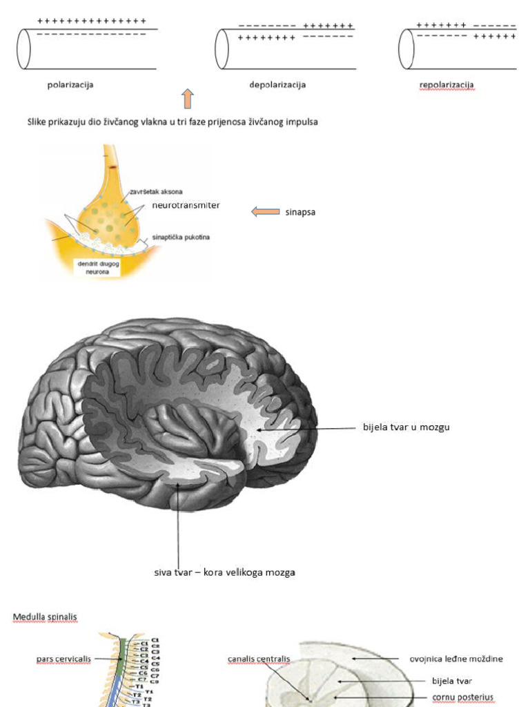 1.leđna Moždina I Moždano Deblo I Mali Mozak | PDF