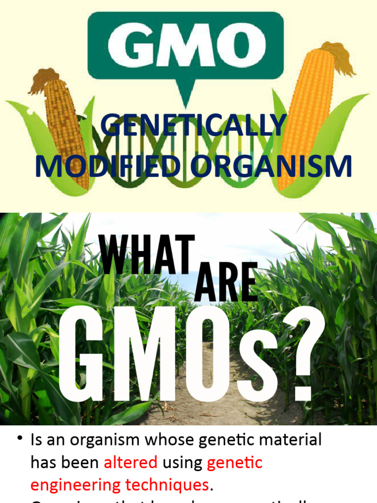 Genetically Modified Organism | PDF | Genetic Engineering | Genetically ...