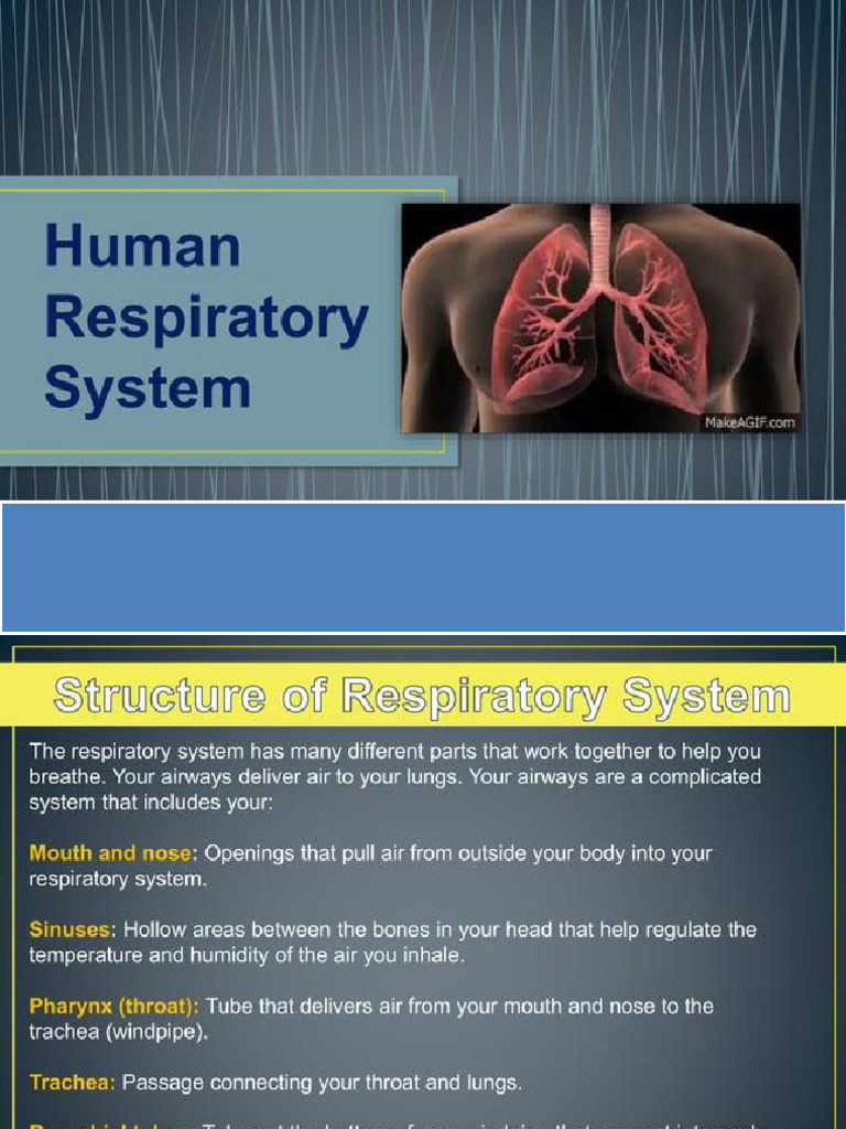 Respiratory System | PDF