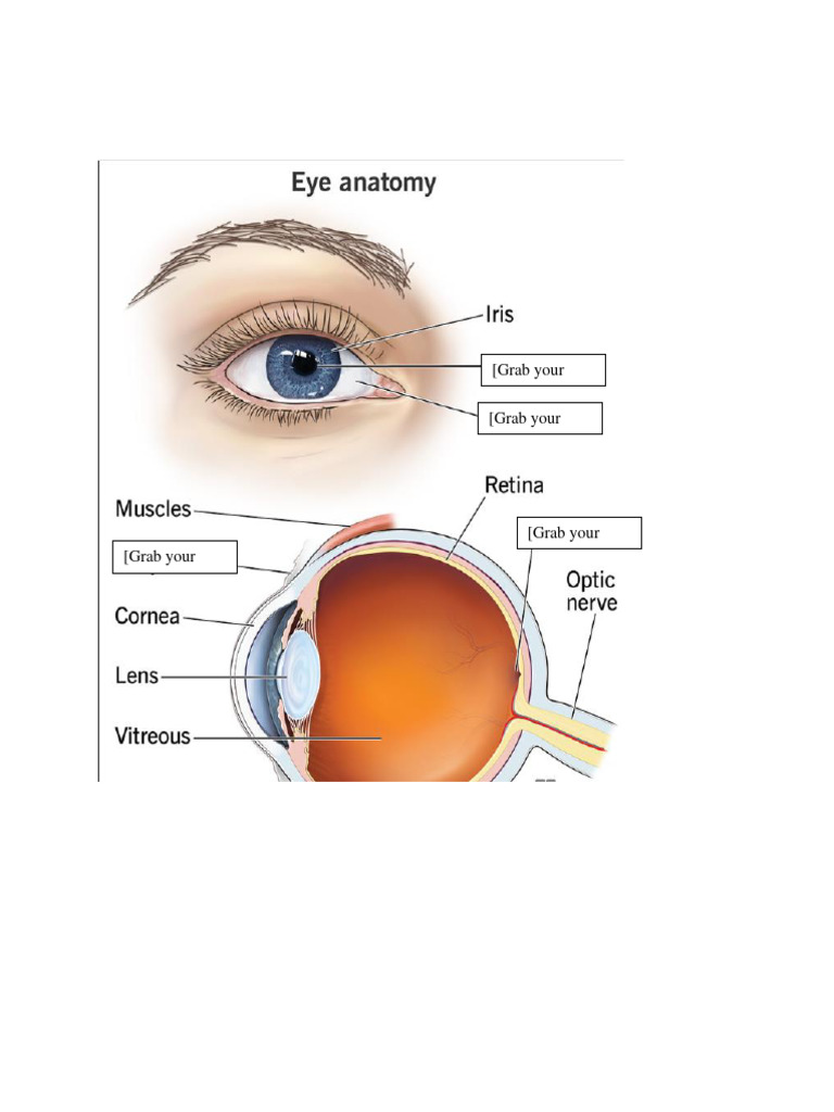 Vocabulary Review 2 - Anatomy of The Eye & Visual Defects | PDF ...