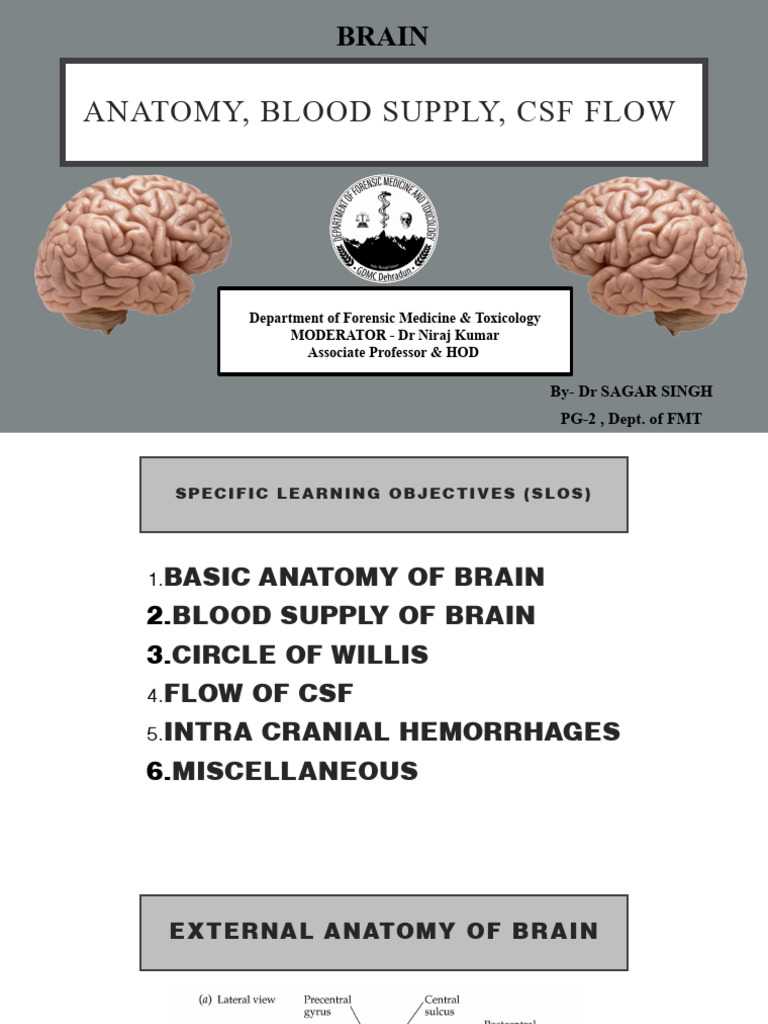 Brain Anatomy CSF Blood Supply | Download Free PDF | Cerebrospinal ...