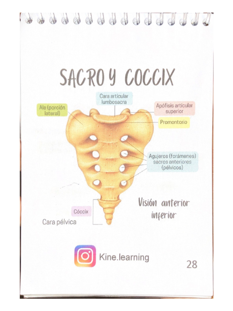 Huesos Anatomia Pdf