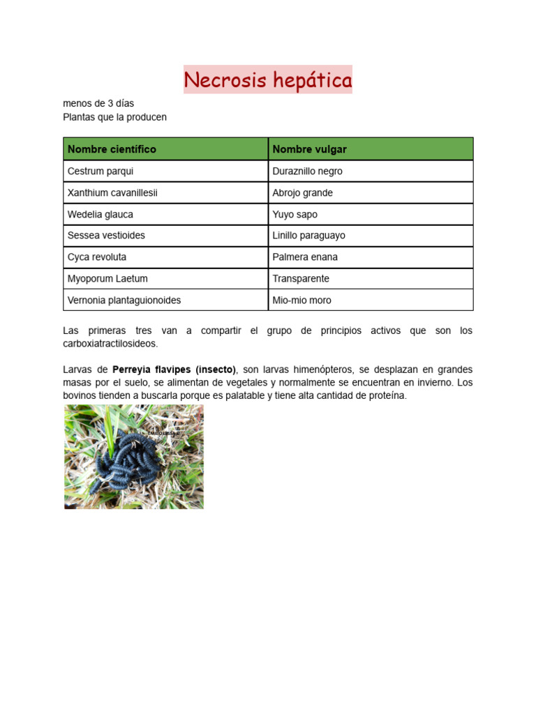 Necrosis hepatica | PDF | Hígado | Biología