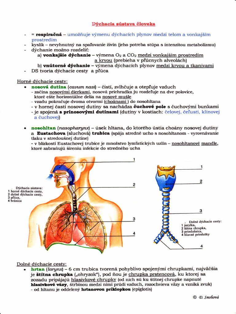 M Dychacia Sstava | PDF